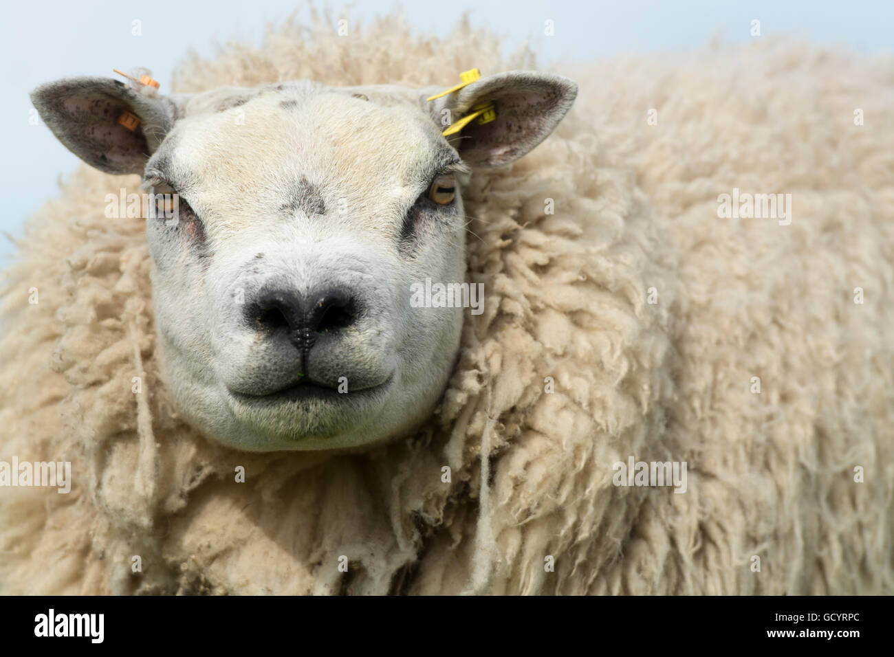 Head of a Beltex ram, in full wool. Lancashire, UK Stock Photo - Alamy