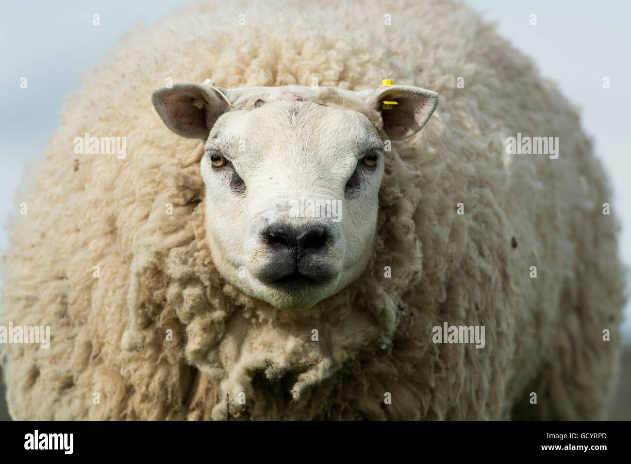 Head of a Beltex ram, in full wool. Lancashire, UK Stock Photo - Alamy