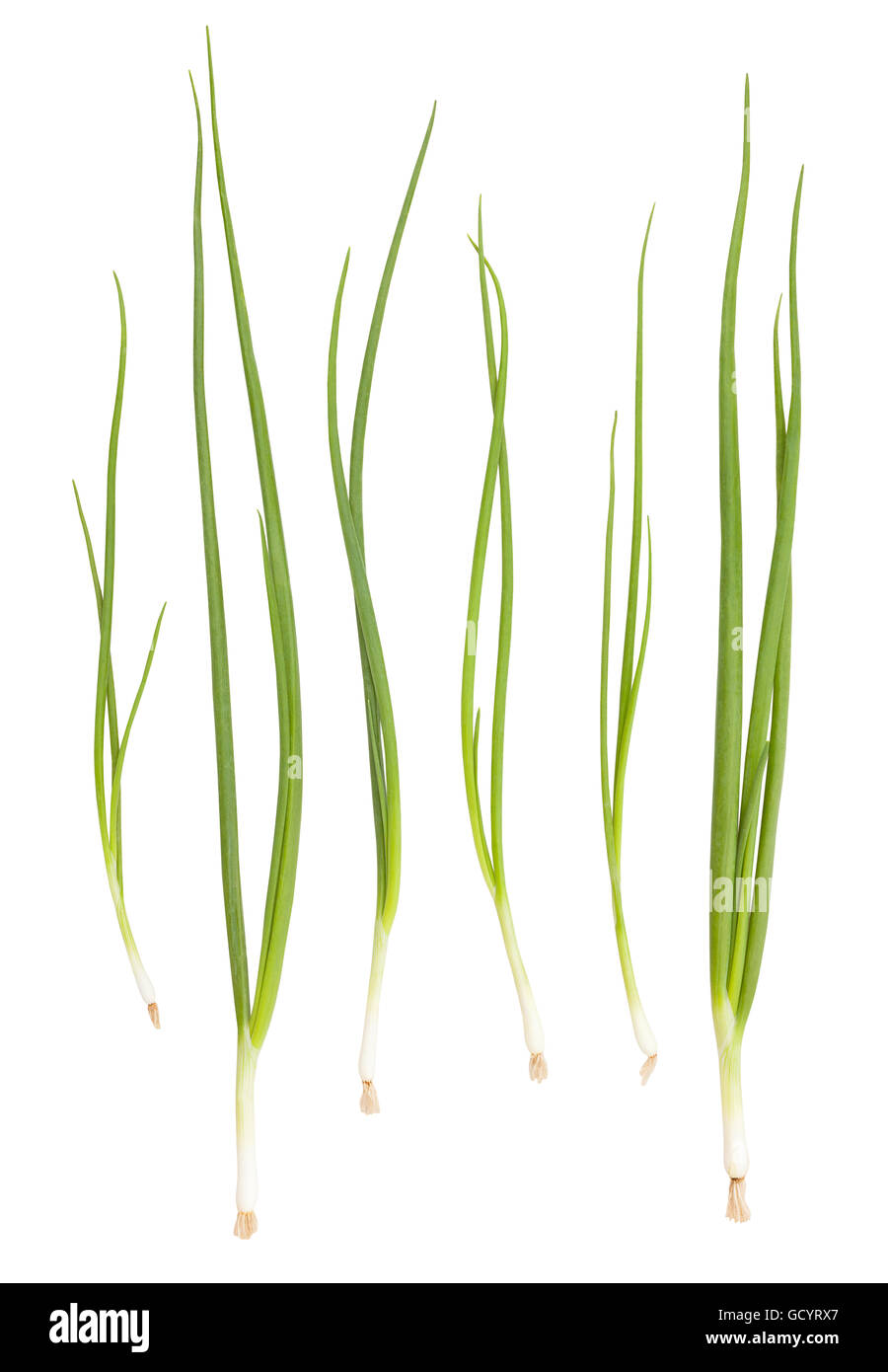 spring onion isolated Stock Photo - Alamy