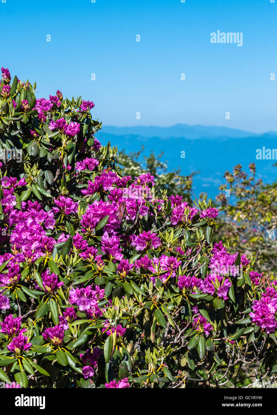 Rhododendron Bush Covered in Blooms with Blue Ridge Mountains in ...