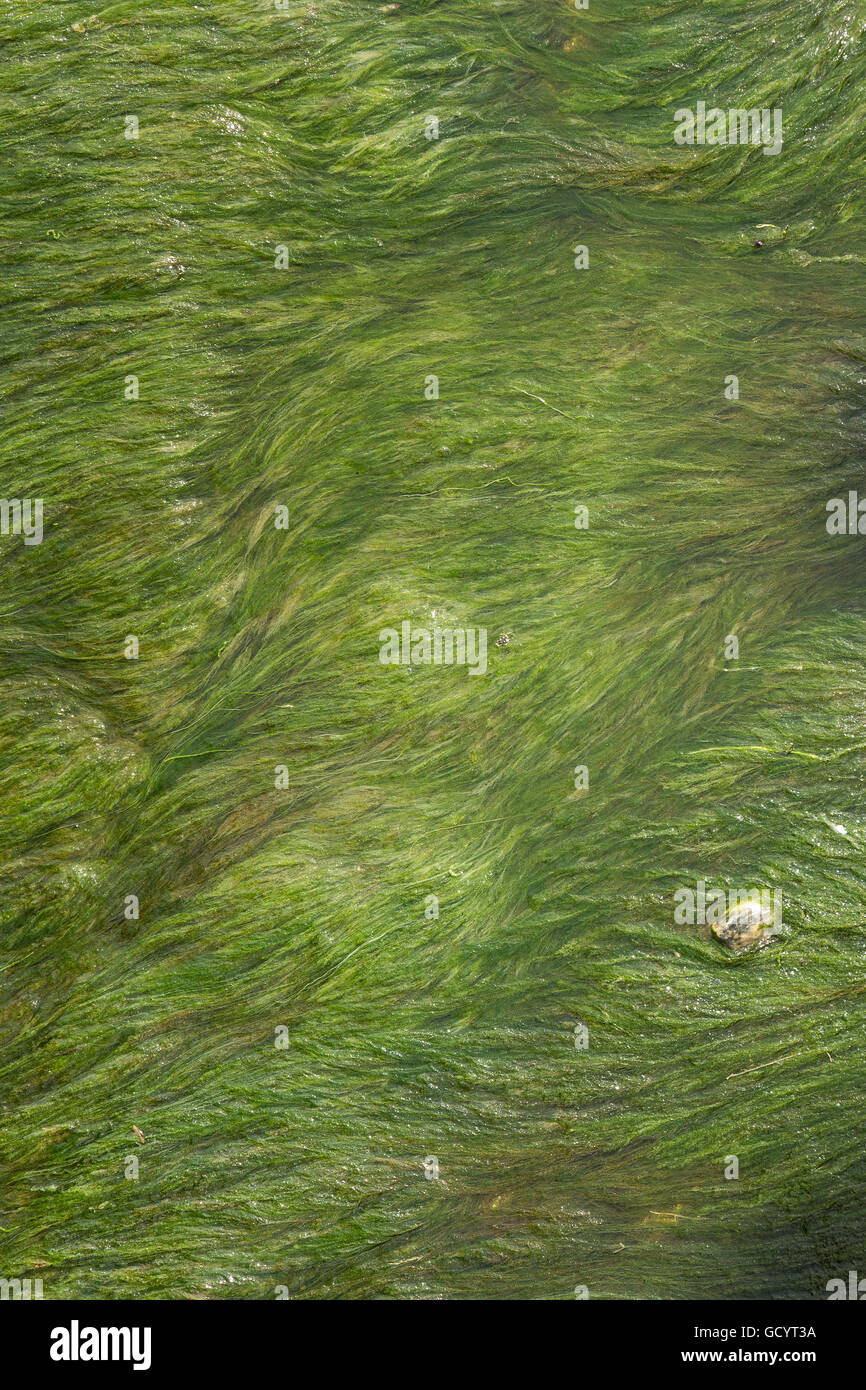 Algae coated rocks hi-res stock photography and images - Alamy