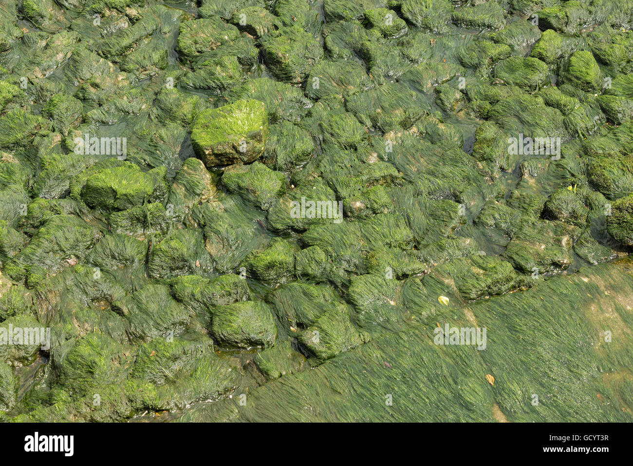 Algae coated rocks hi-res stock photography and images - Alamy