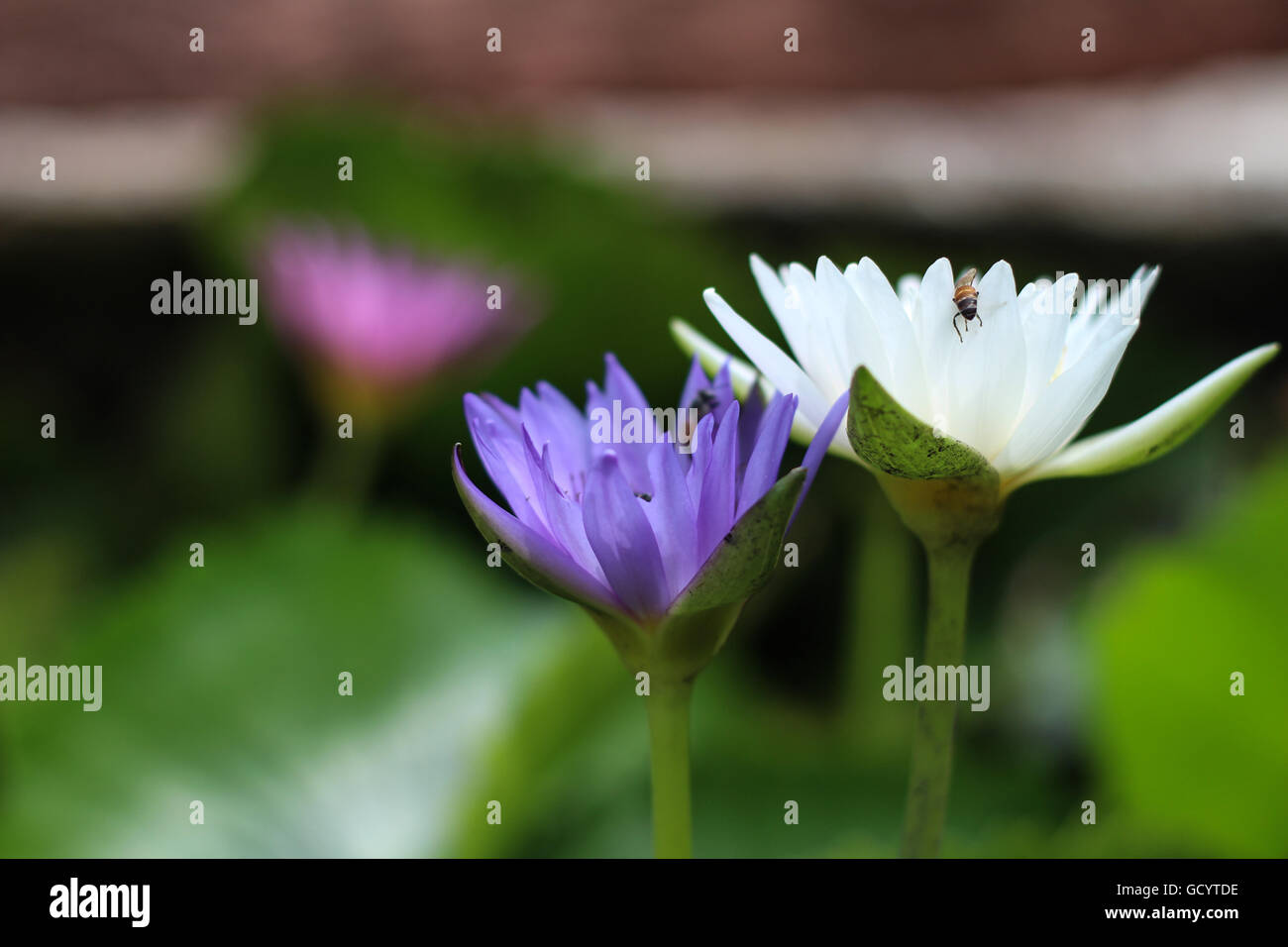 Lily in nature hi-res stock photography and images - Alamy