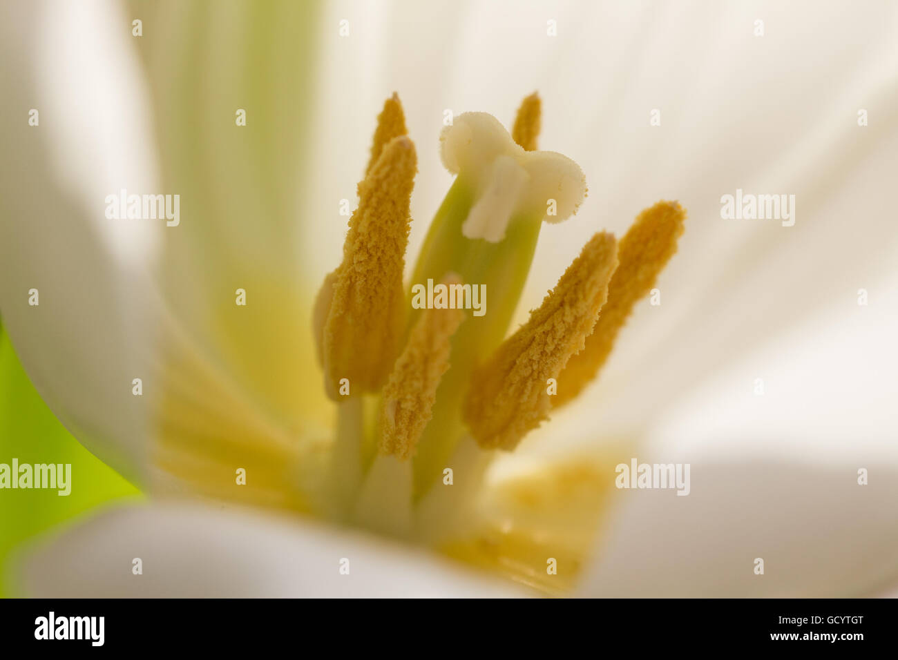 Inside of a tulip hi-res stock photography and images - Alamy
