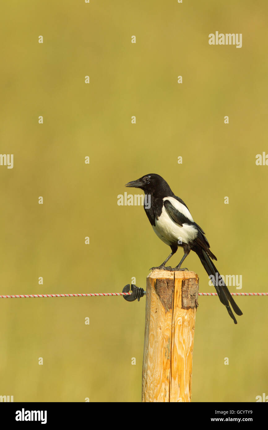 Magpie fence hi-res stock photography and images - Alamy