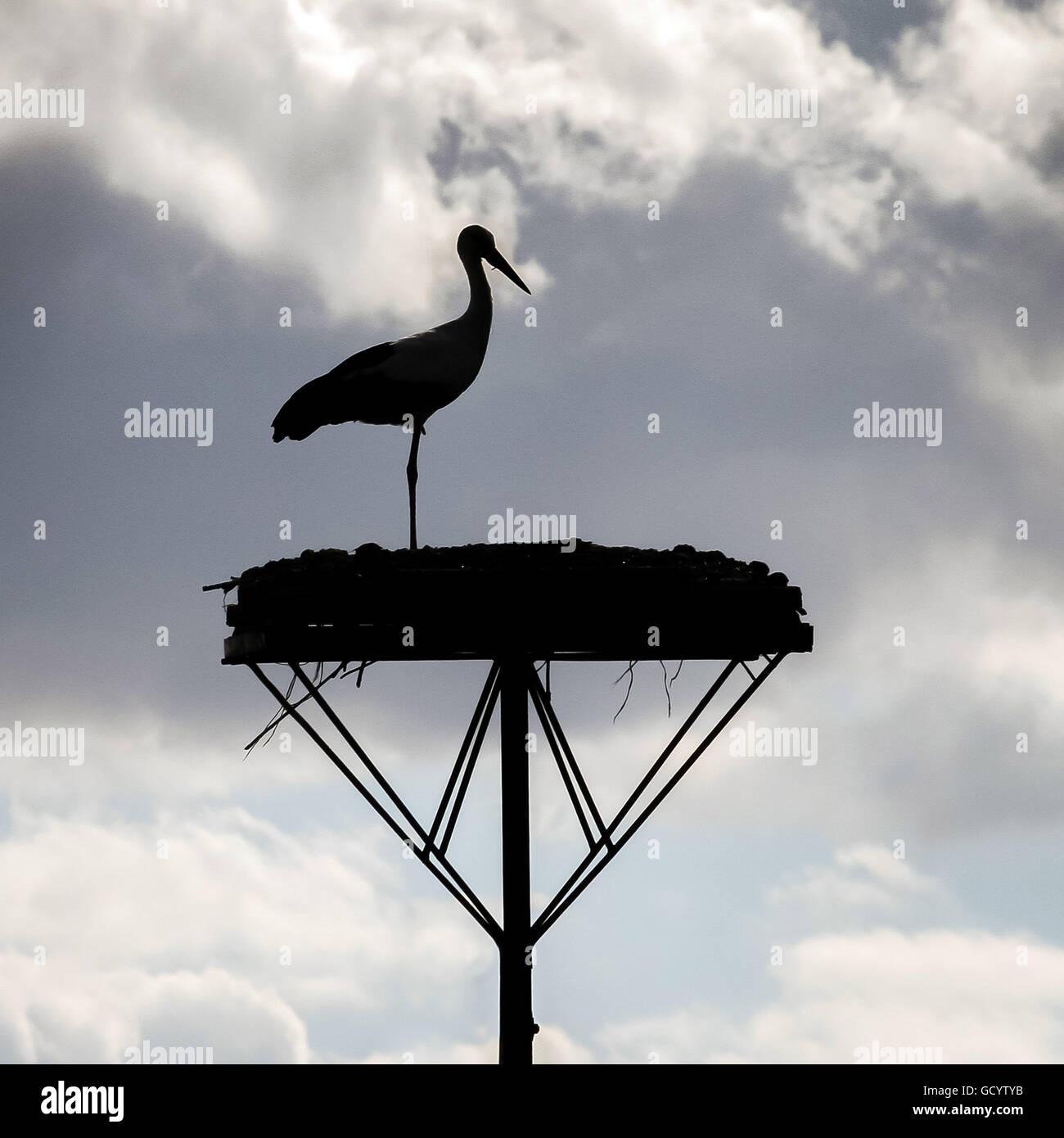 A White Stork seen on it's raised nest silhouetted against clouds in ...