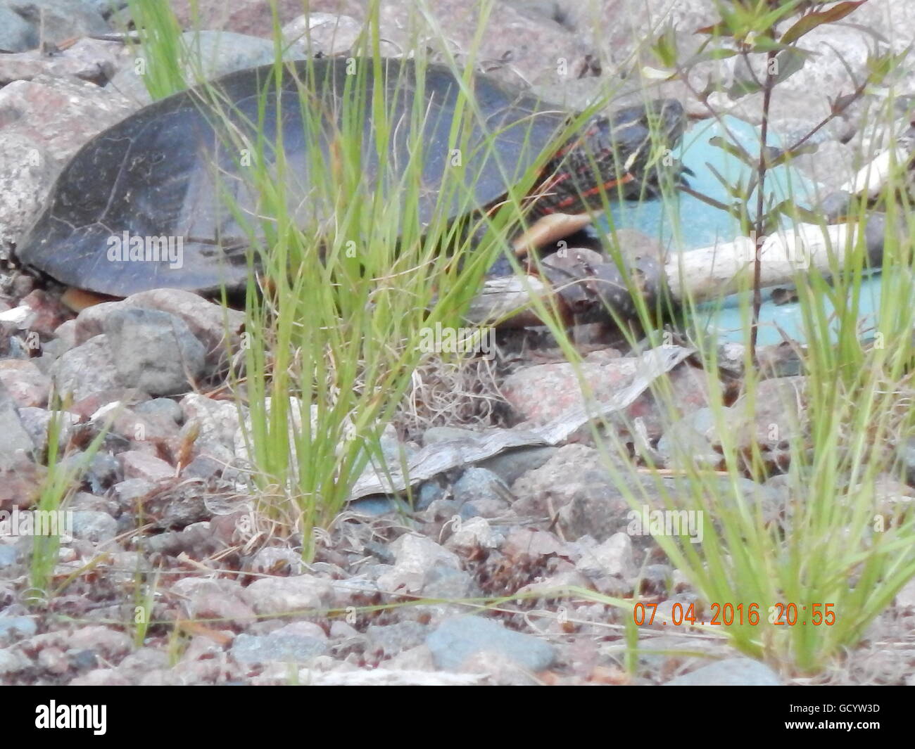 Turtle digging hi-res stock photography and images - Alamy