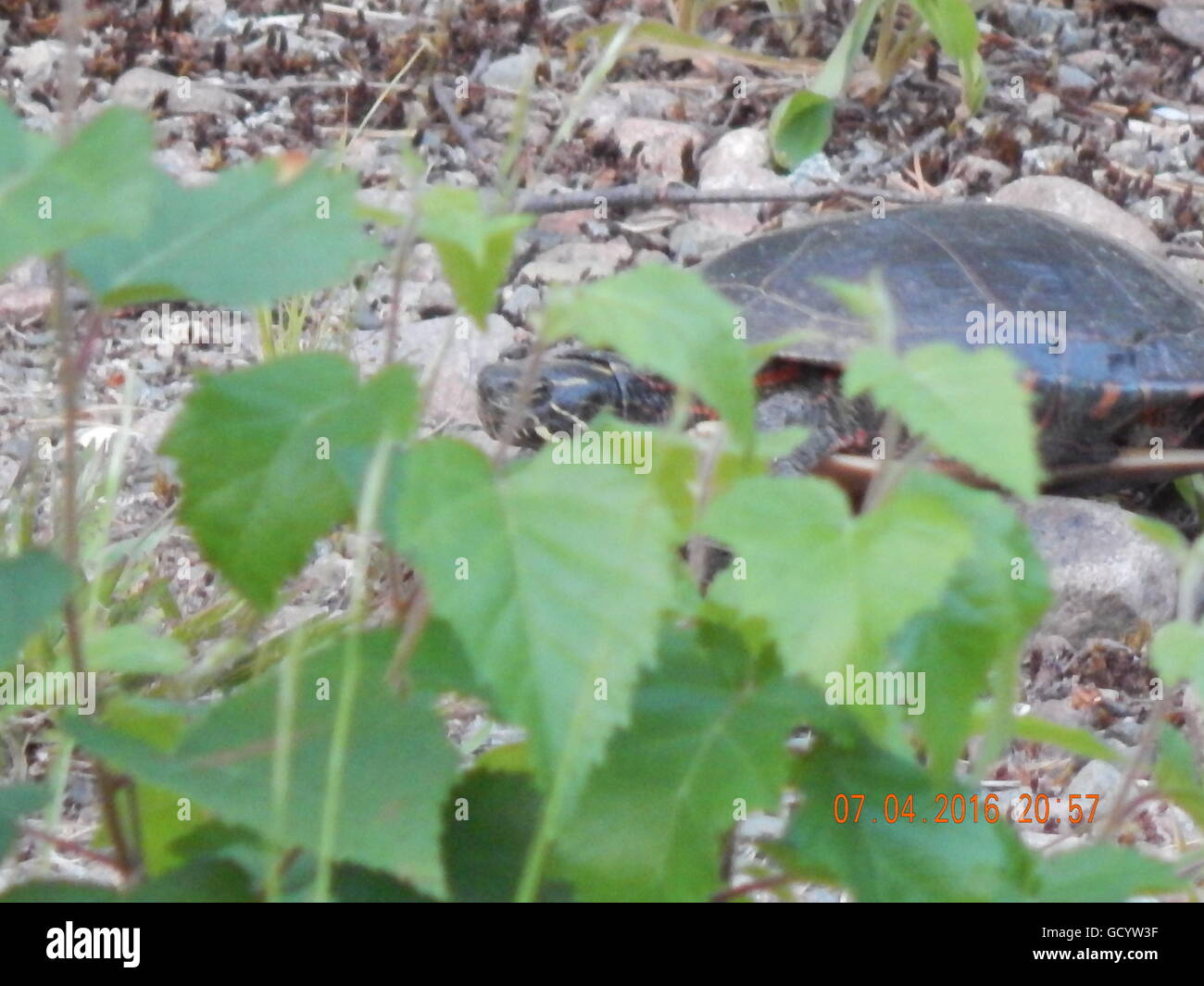 Turtle in the wild Stock Photo - Alamy