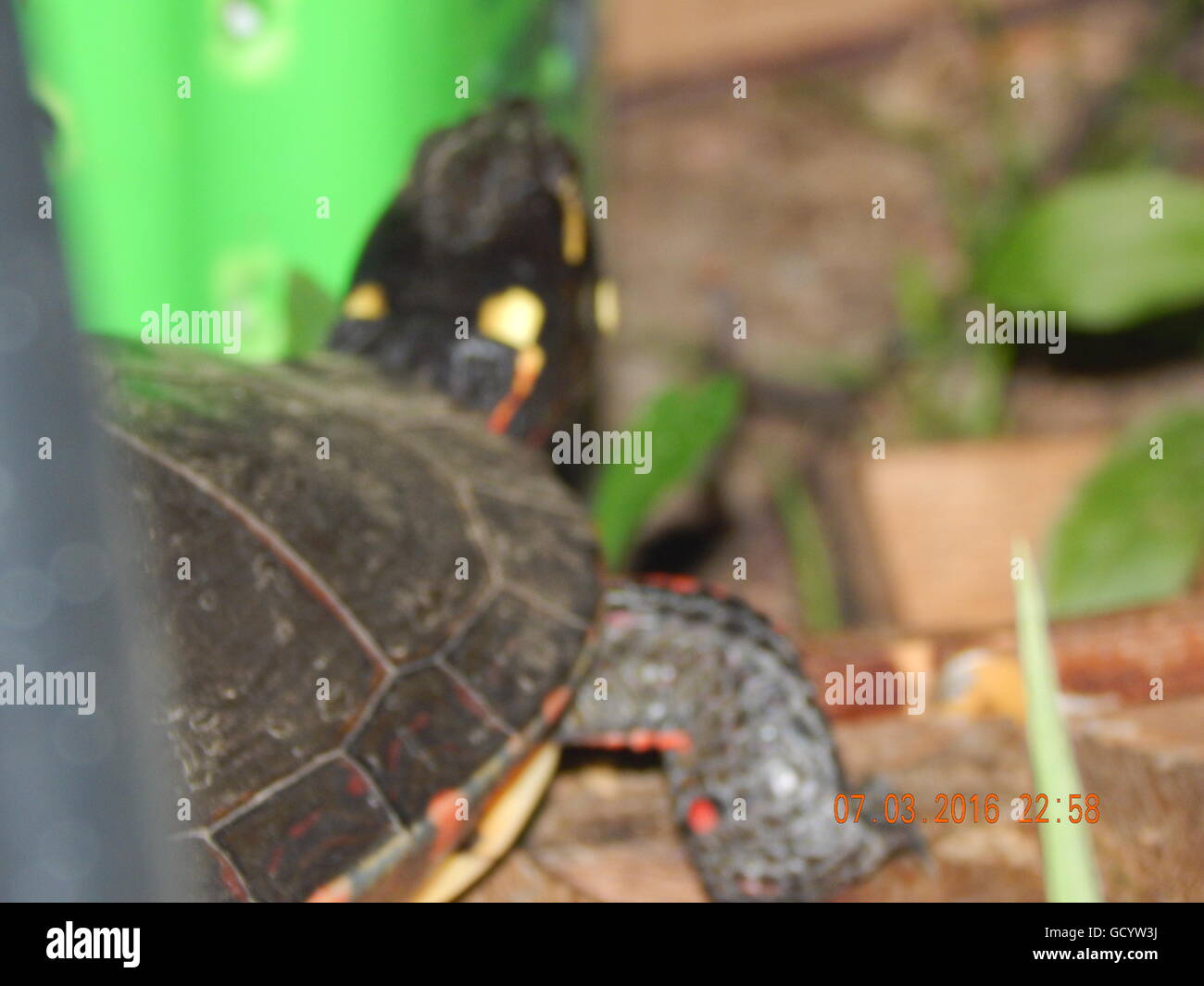 Turtle digging hi-res stock photography and images - Alamy