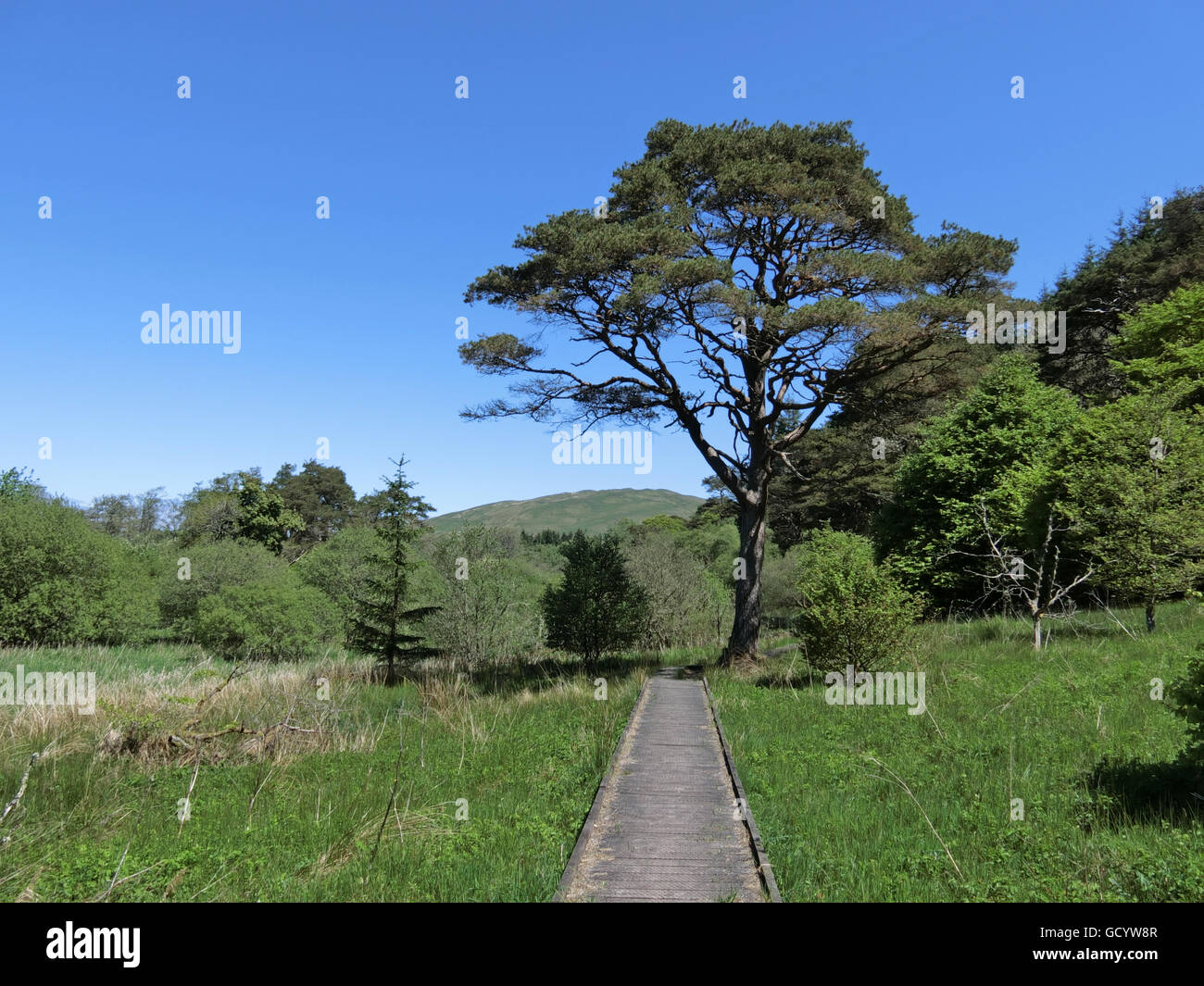 Ettrick Marshes, Ettrick Valley, Borders, Scotland, UK Stock Photo - Alamy
