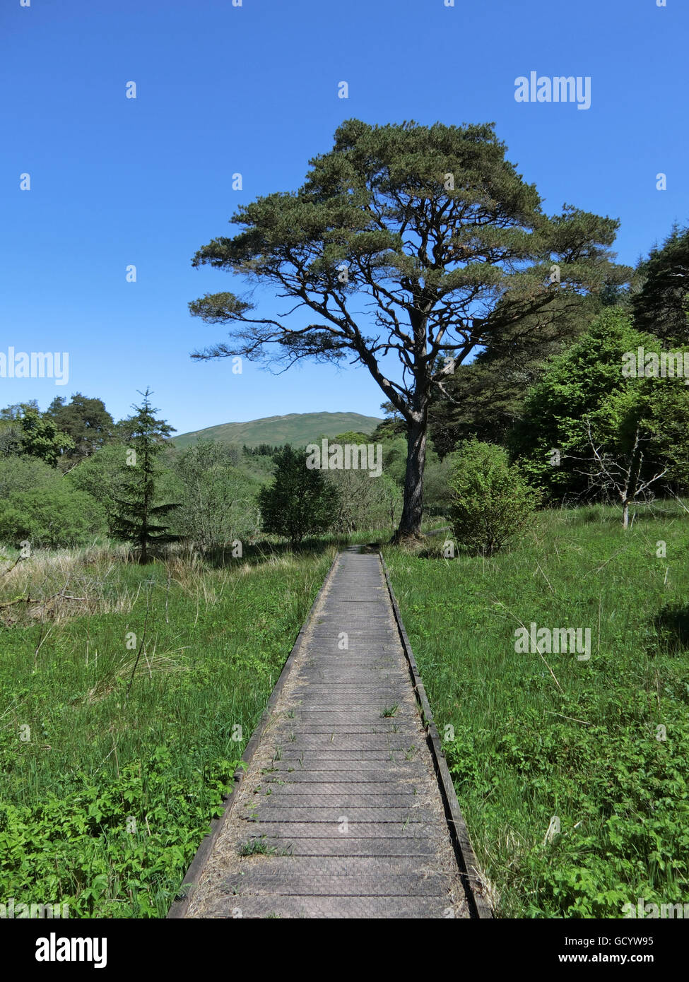 Ettrick Marshes, Ettrick Valley, Borders, Scotland, UK Stock Photo - Alamy