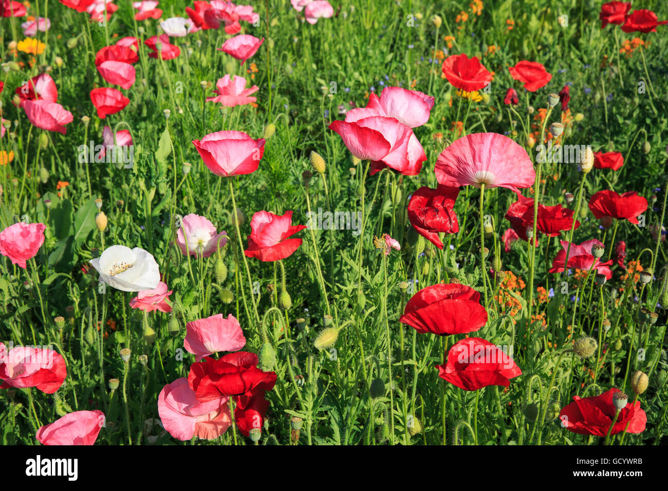 Field poppy garden hi-res stock photography and images - Alamy