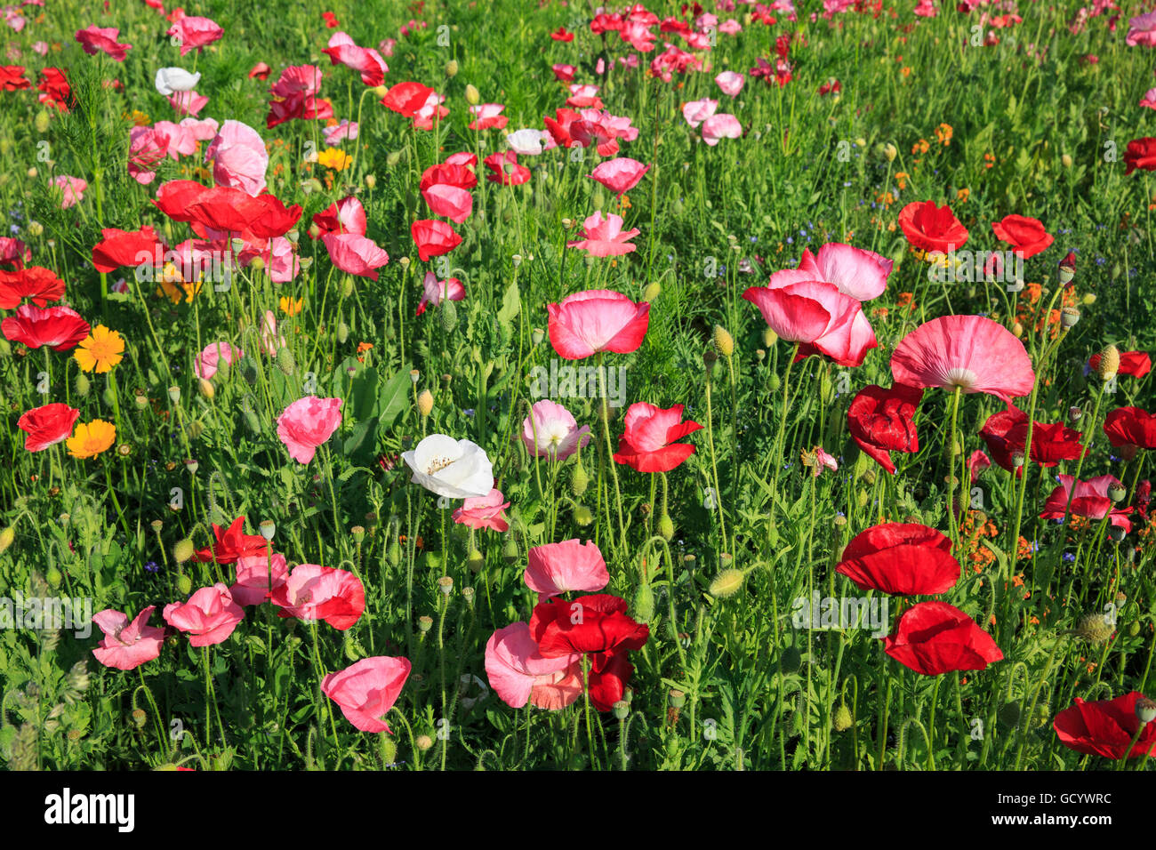 Field poppy garden hi-res stock photography and images - Alamy