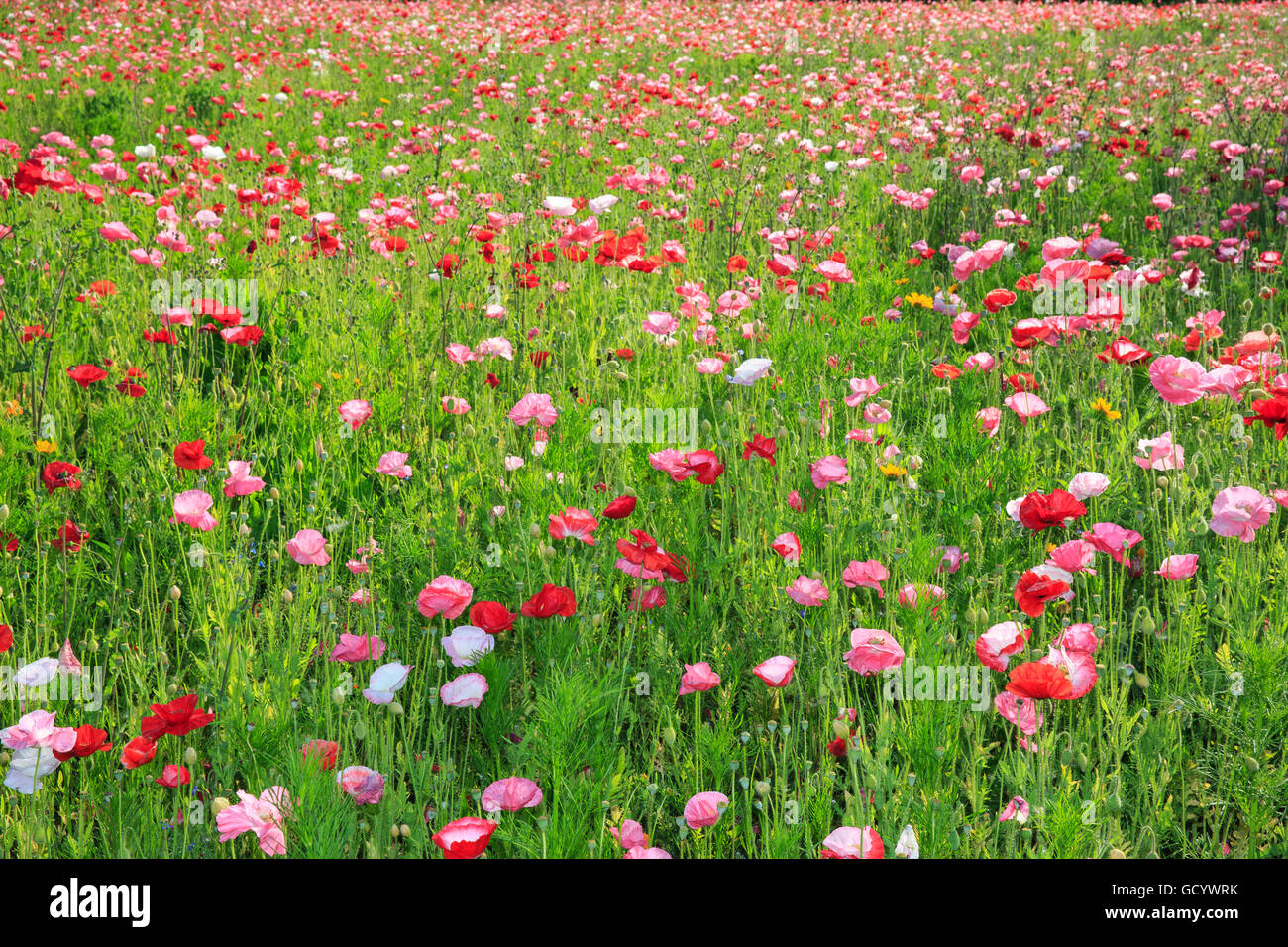 Field poppy garden hi-res stock photography and images - Alamy