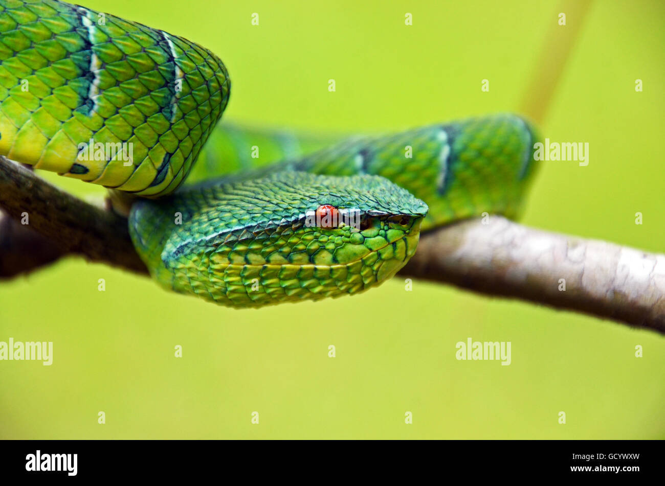 Wagler's pit viper (Tropidolaemus wagleri) in ambush position, Bako ...