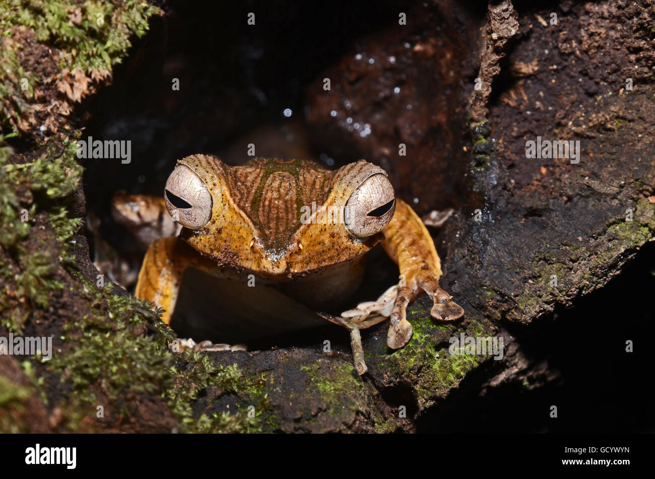 File-Eared Tree Frog (Polypedates otilophus), Kubah National Park ...