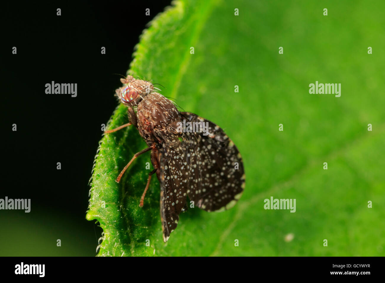 Eutreta sp hi-res stock photography and images - Alamy