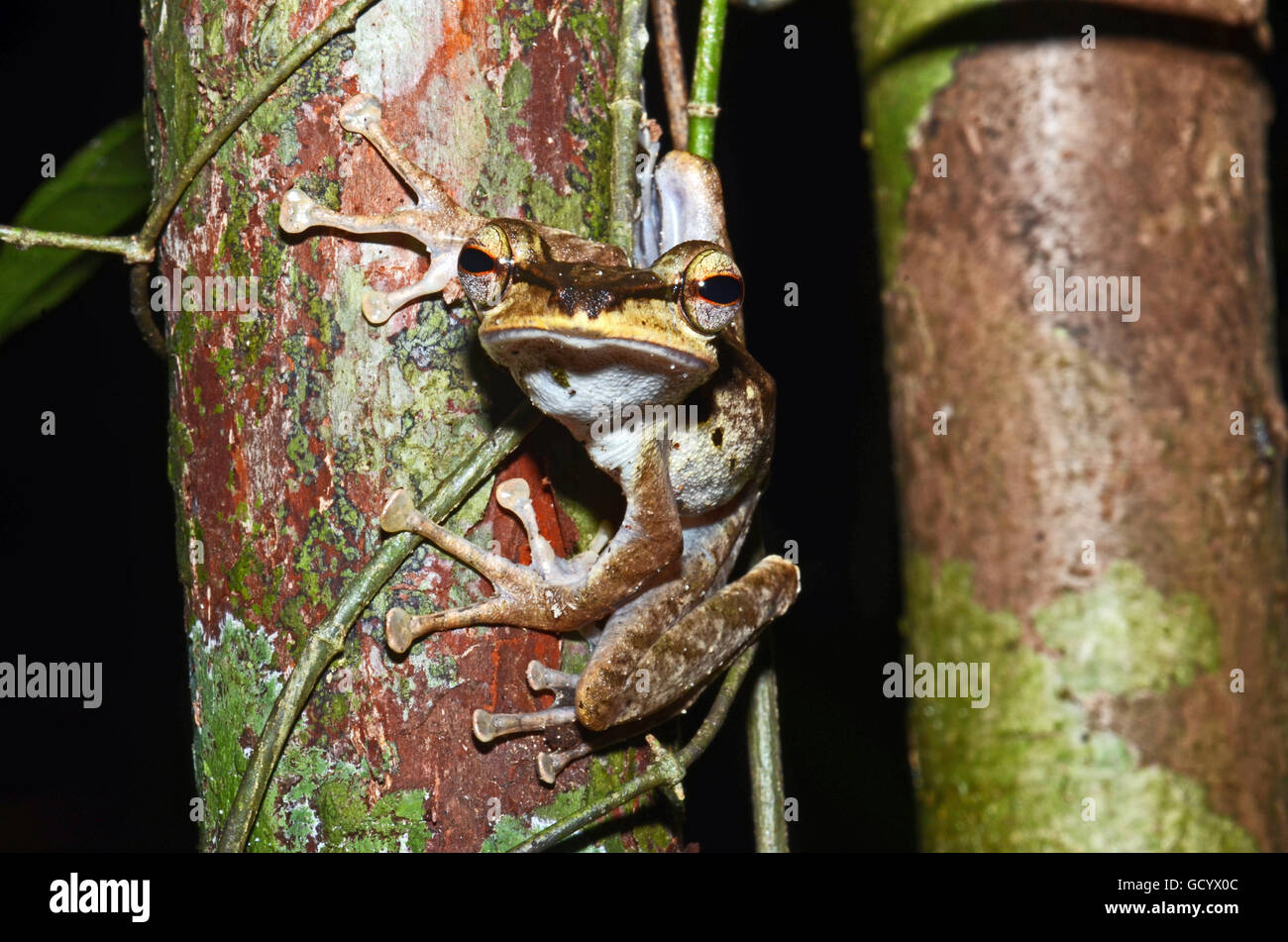 Tree frog, Kubah National Park, Malaysia Stock Photo - Alamy