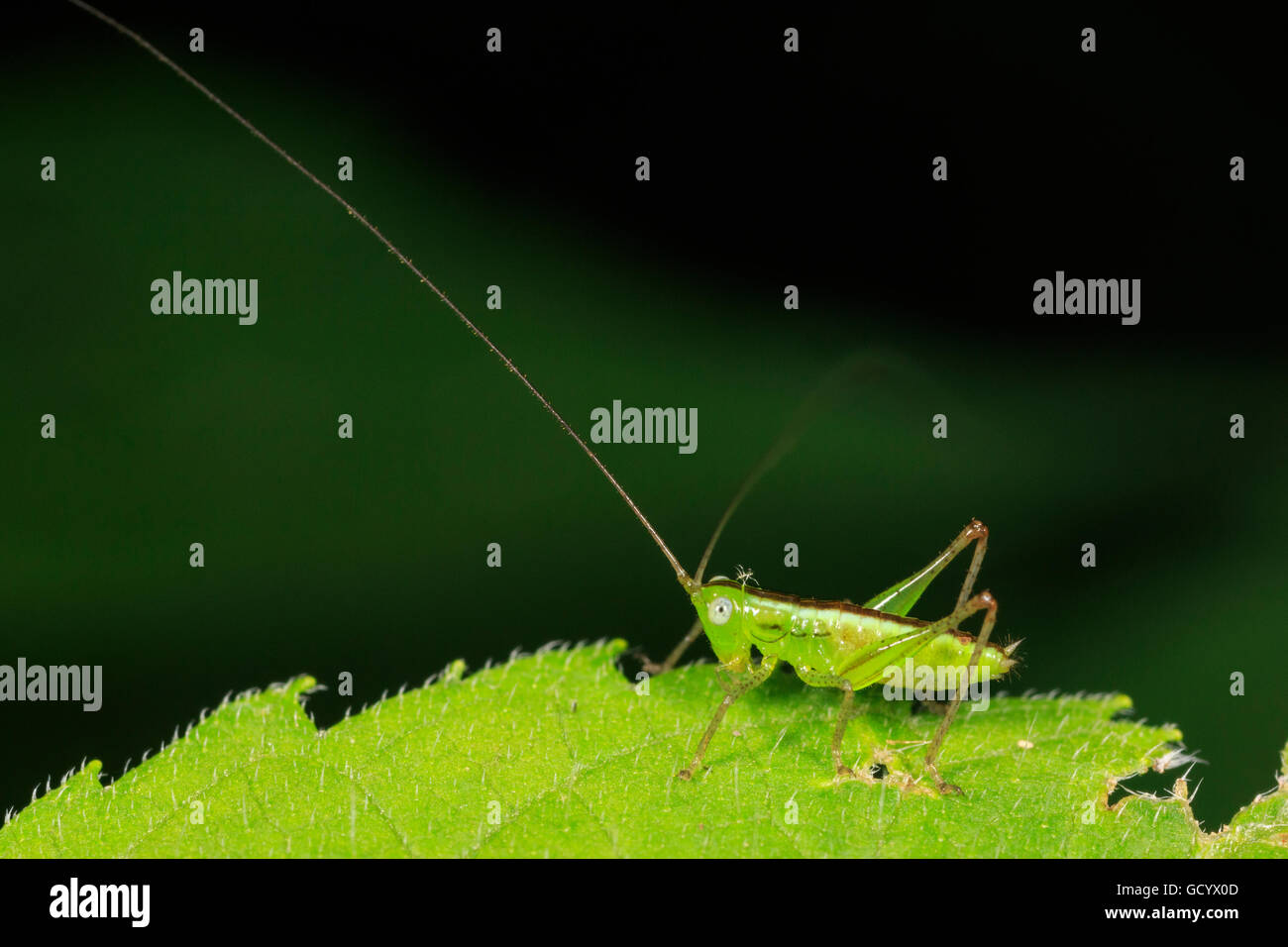 Katydid sp hi-res stock photography and images - Alamy