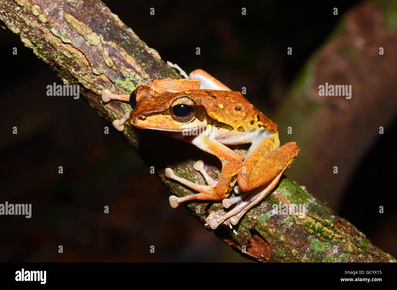 Tree frog, Kubah National Park, Malaysia Stock Photo - Alamy