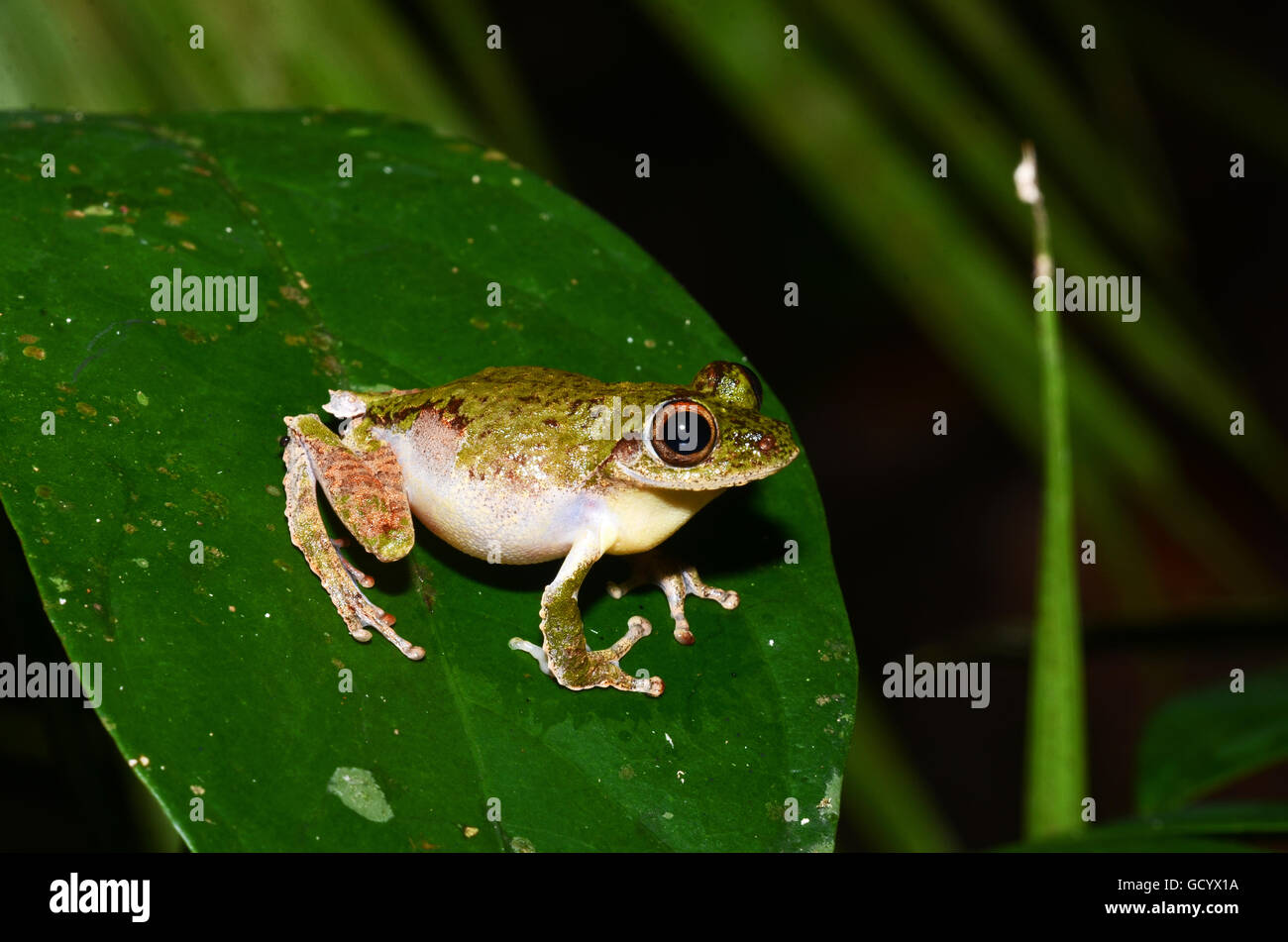 Tree frog, Kubah National Park, Malaysia Stock Photo - Alamy