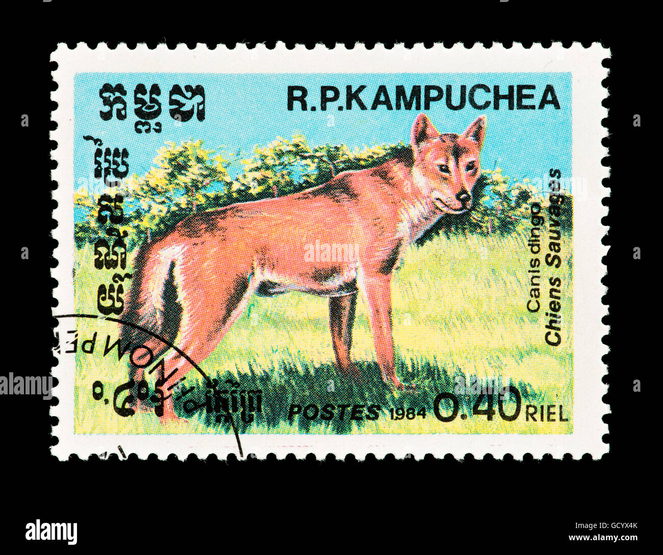 Postage stamp from Cambodia depicting a dingo (Canis lupus dingo Stock ...