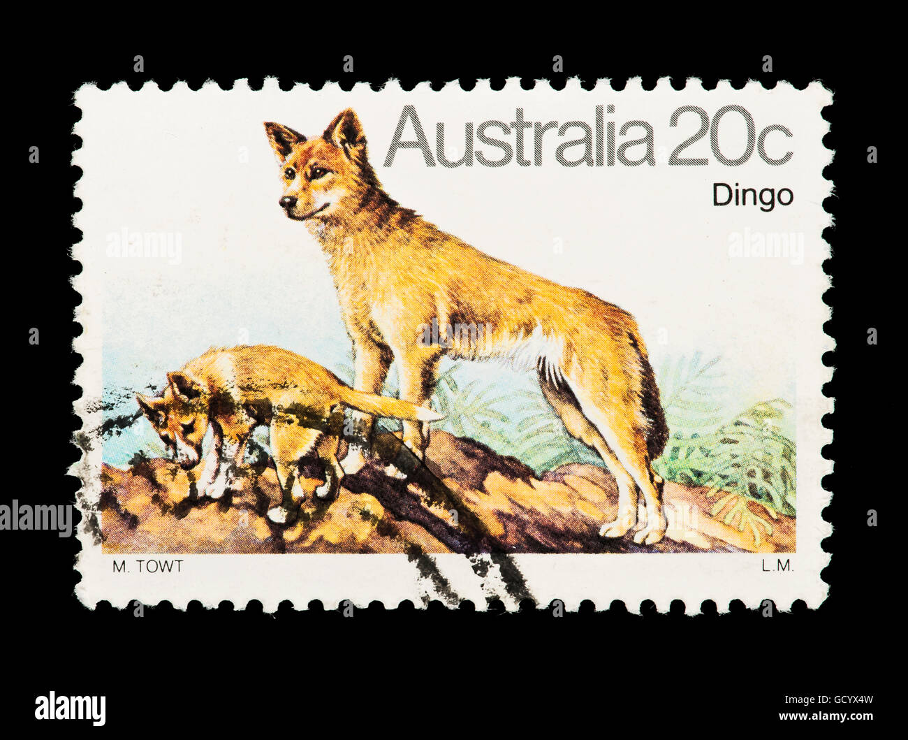 Postage stamp from Australia depicting a dingo (Canis lupus dingo Stock ...