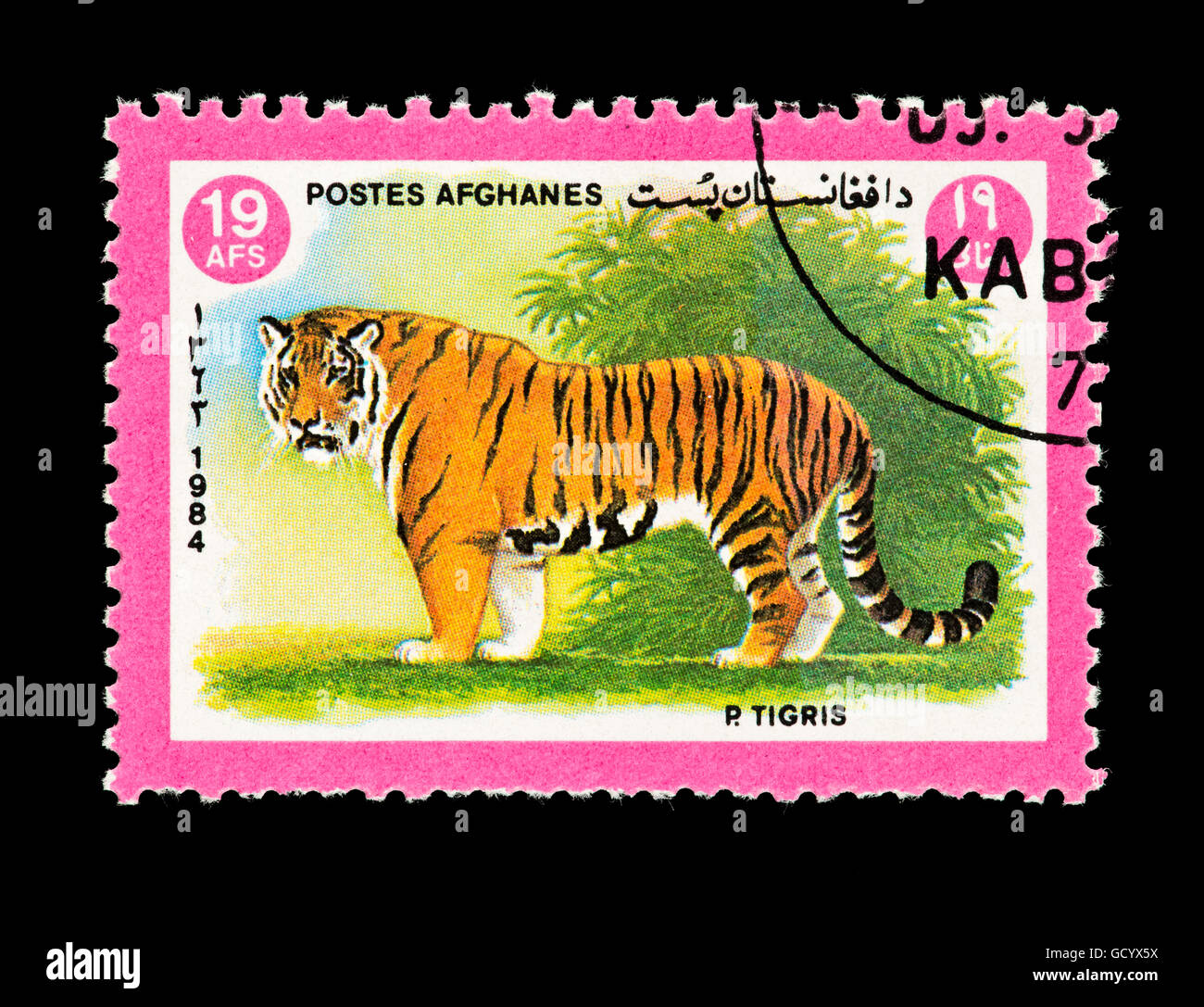 Postage stamp from Afghanistan depicting a tiger (Panthera tigris Stock ...