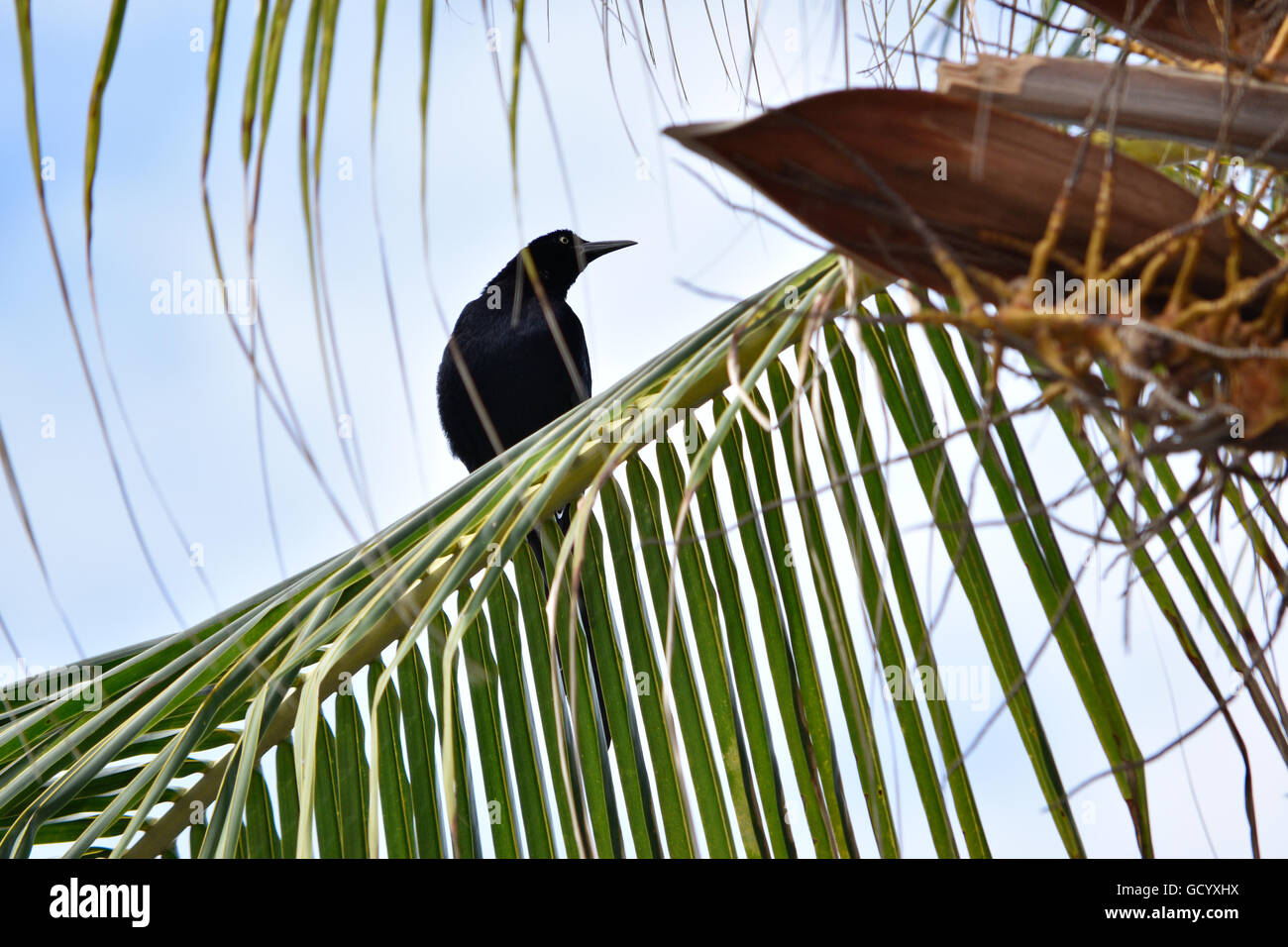 Zanate mexican bird tropical hi-res stock photography and images - Alamy