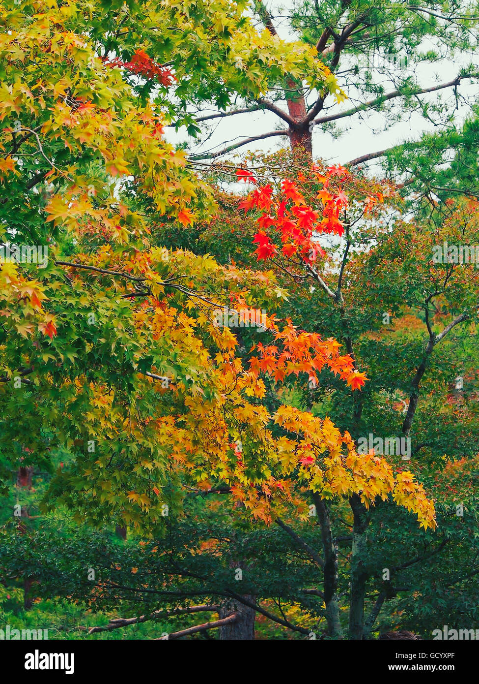 Summer of leaves - Stock Image Stock Photo - Alamy