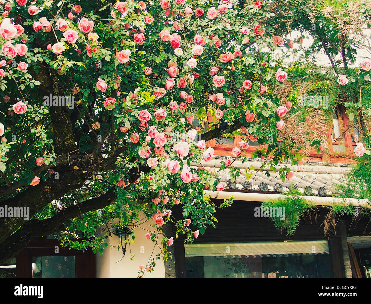 Glory bush tibouchina hi-res stock photography and images - Alamy