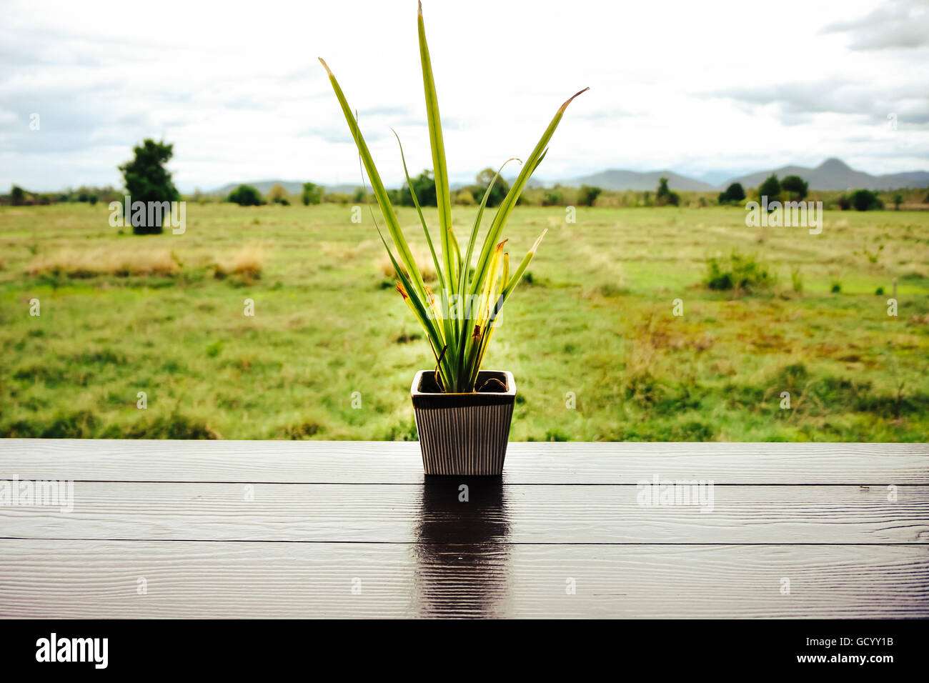 Potted orange tree hi-res stock photography and images - Alamy
