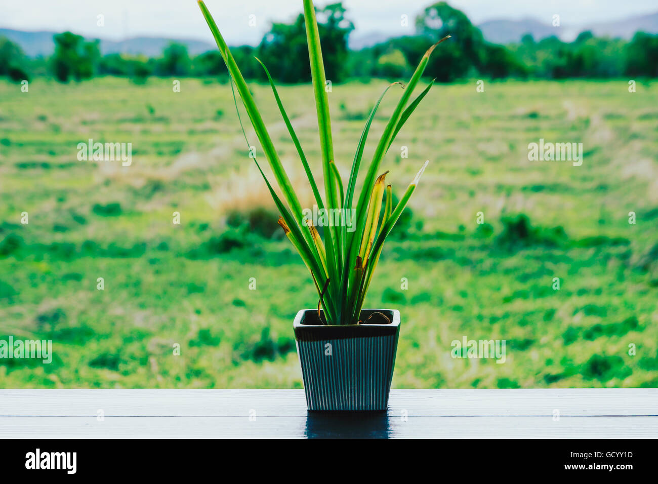 Potted orange tree hi-res stock photography and images - Alamy