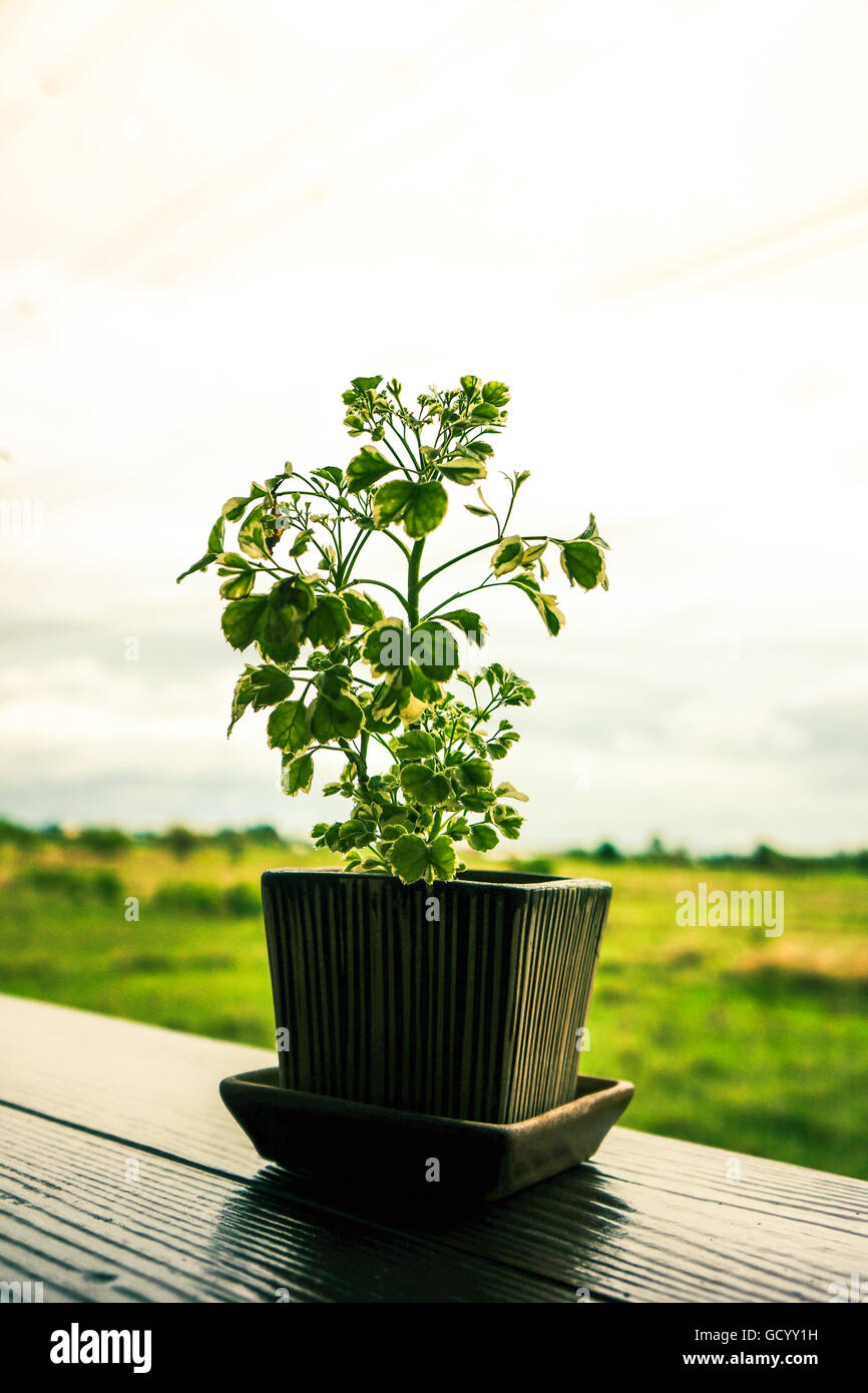 Little coffee pot hi-res stock photography and images - Alamy