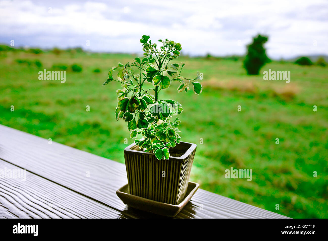 little tree leaves in the pot Stock Photo - Alamy