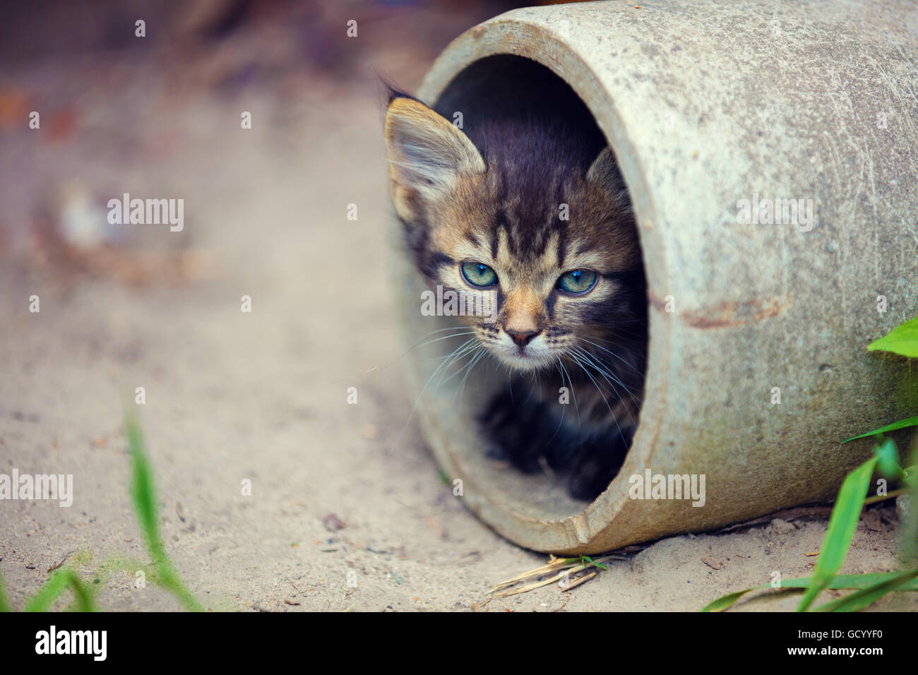 Stray kitten peeking out of a pipe Stock Photo - Alamy