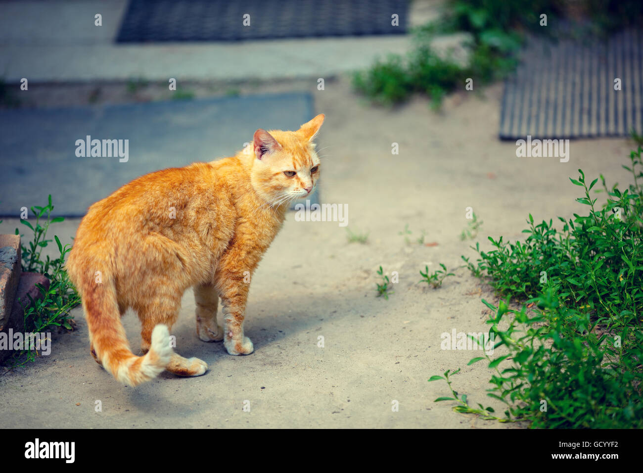 Cute red cat walking in the yard Stock Photo - Alamy