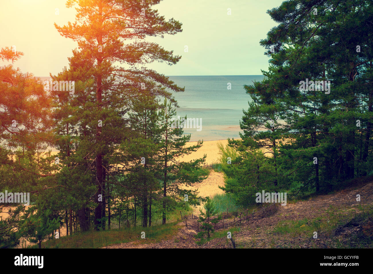 Pine trees near sea Stock Photo - Alamy