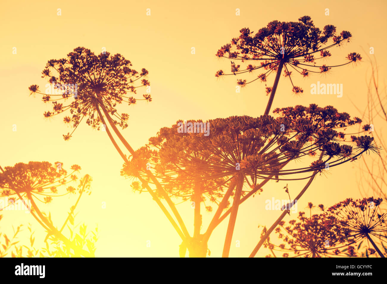 Dry dill plant against sunset sky Stock Photo - Alamy