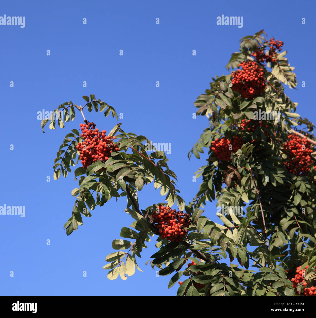 Bunch of ashberry hi-res stock photography and images - Alamy