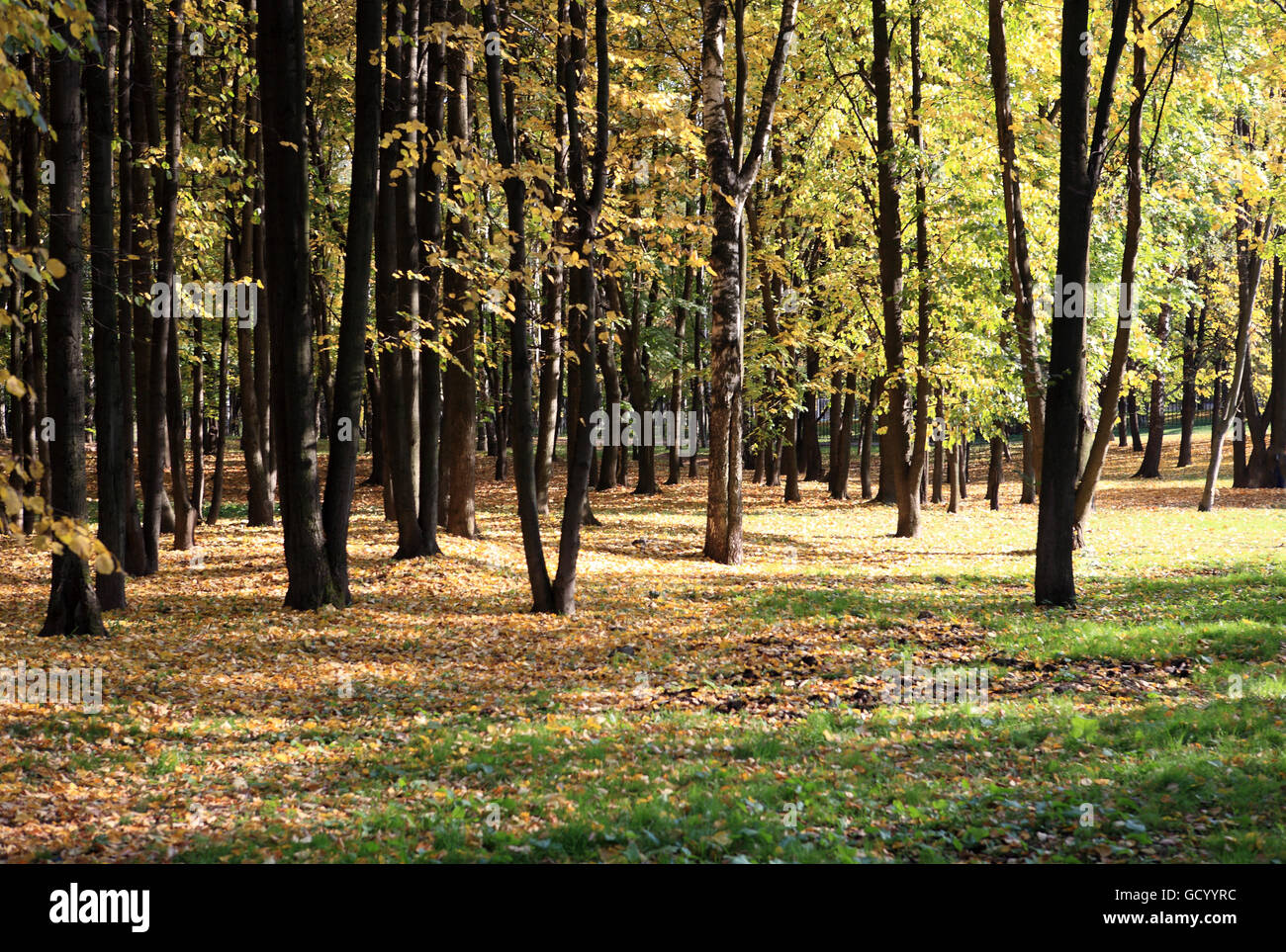 Crone trees in forest hi-res stock photography and images - Alamy
