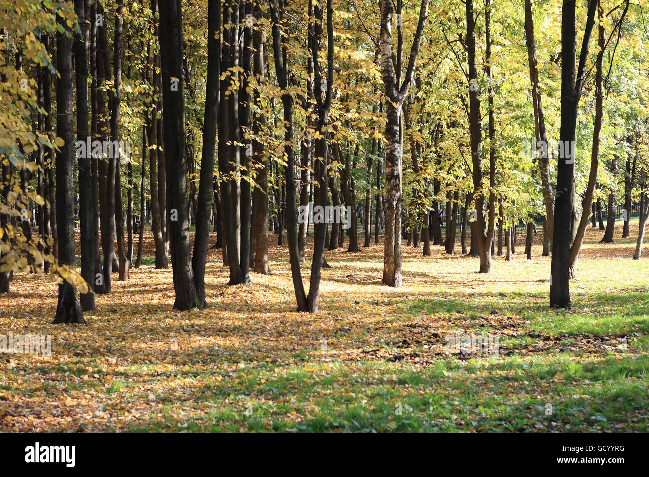 Crone trees in forest hi-res stock photography and images - Alamy