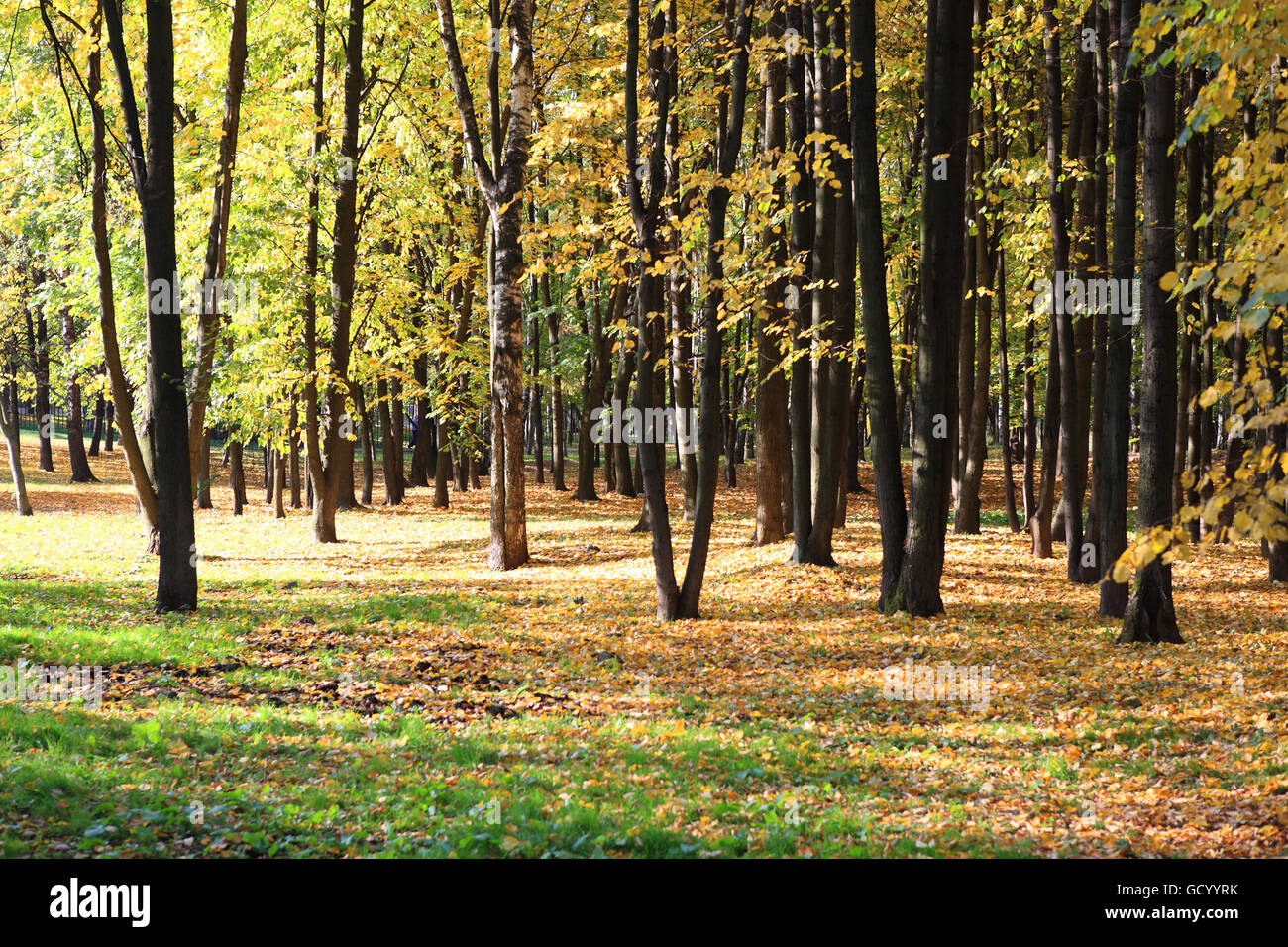Crone trees in forest hi-res stock photography and images - Alamy