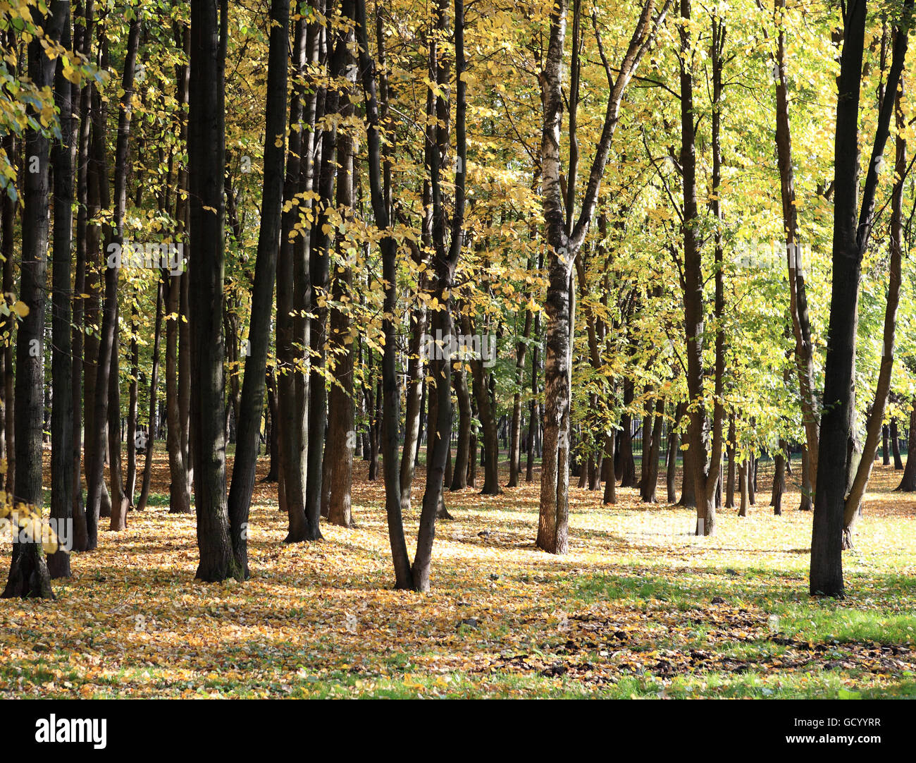 Crone trees in forest hi-res stock photography and images - Alamy