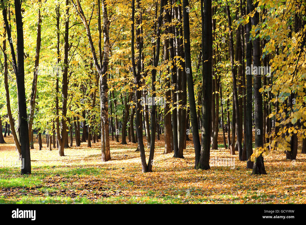 Crone trees in forest hi-res stock photography and images - Alamy