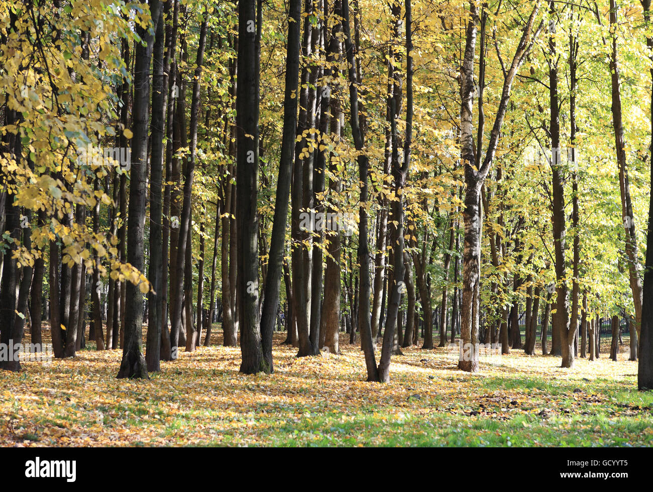 Crone trees in forest hi-res stock photography and images - Alamy