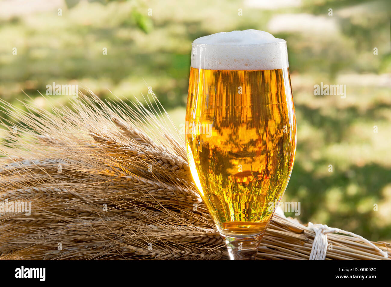 beer glass and raw material for beer production in the nature Stock ...