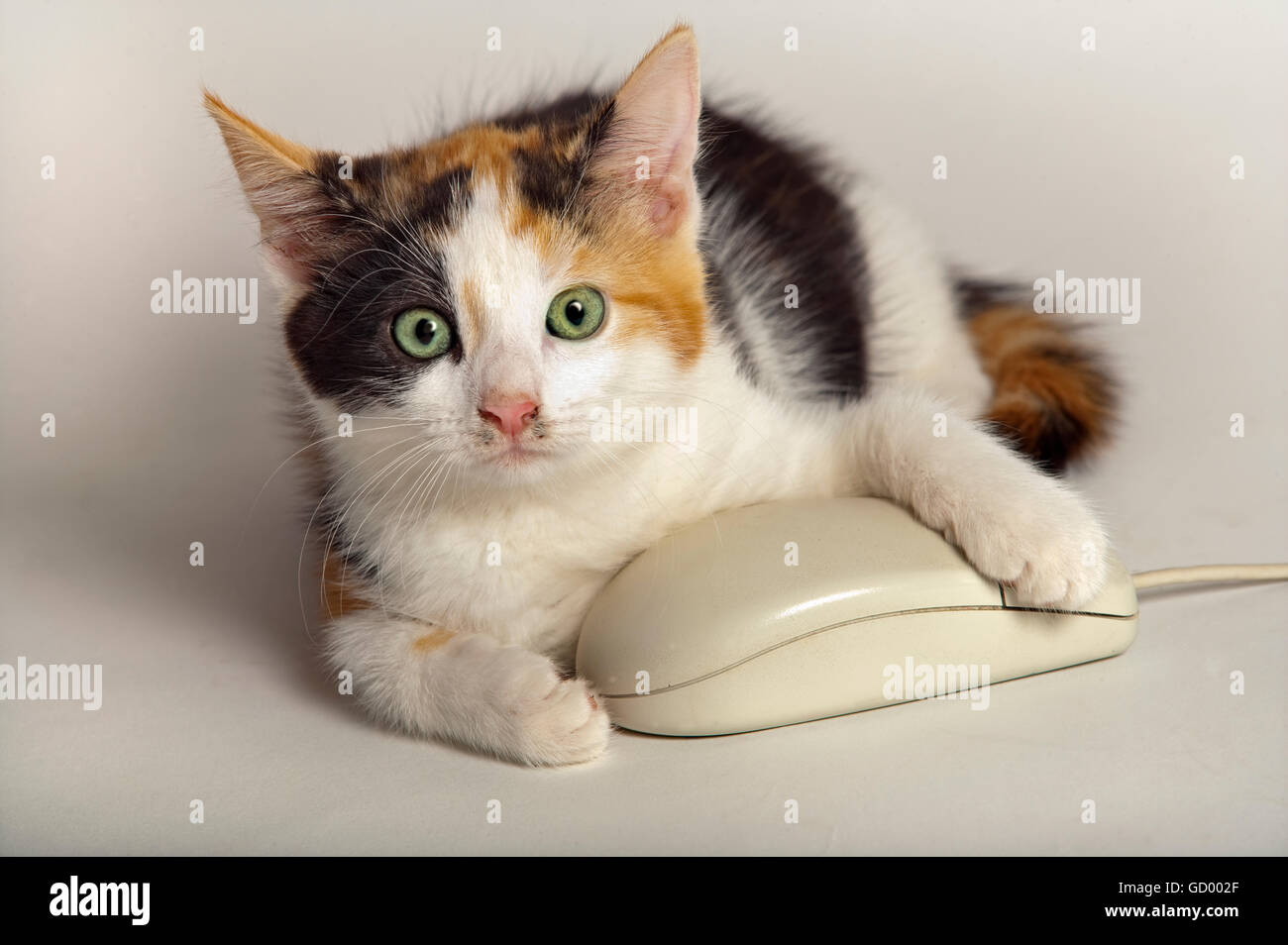 Tortoishell Kitten Playing With Computer Mouse Stock Photo - Alamy