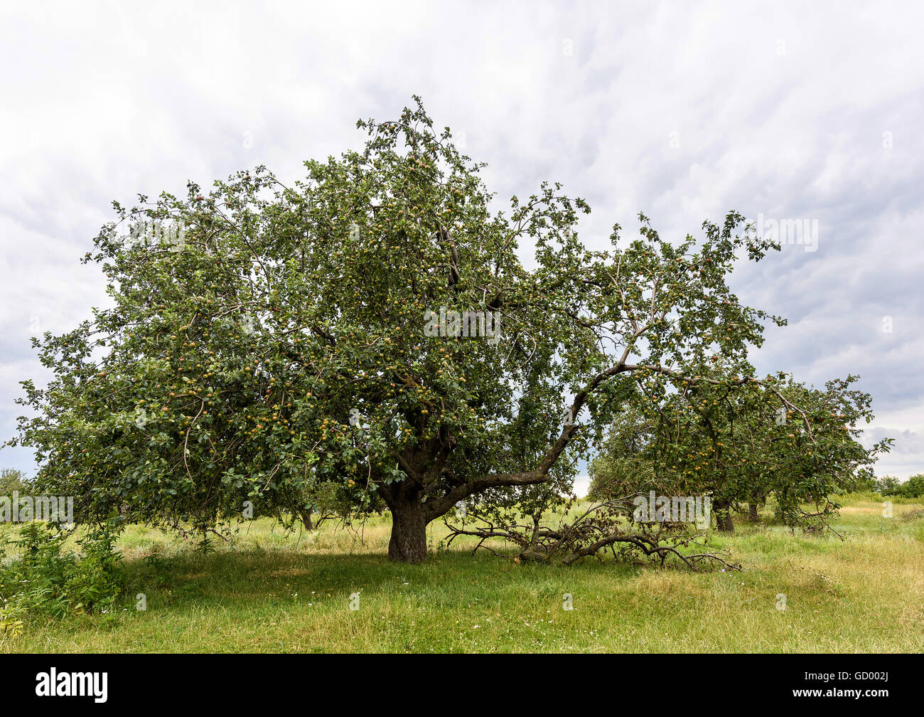 Vinatori hi-res stock photography and images - Alamy