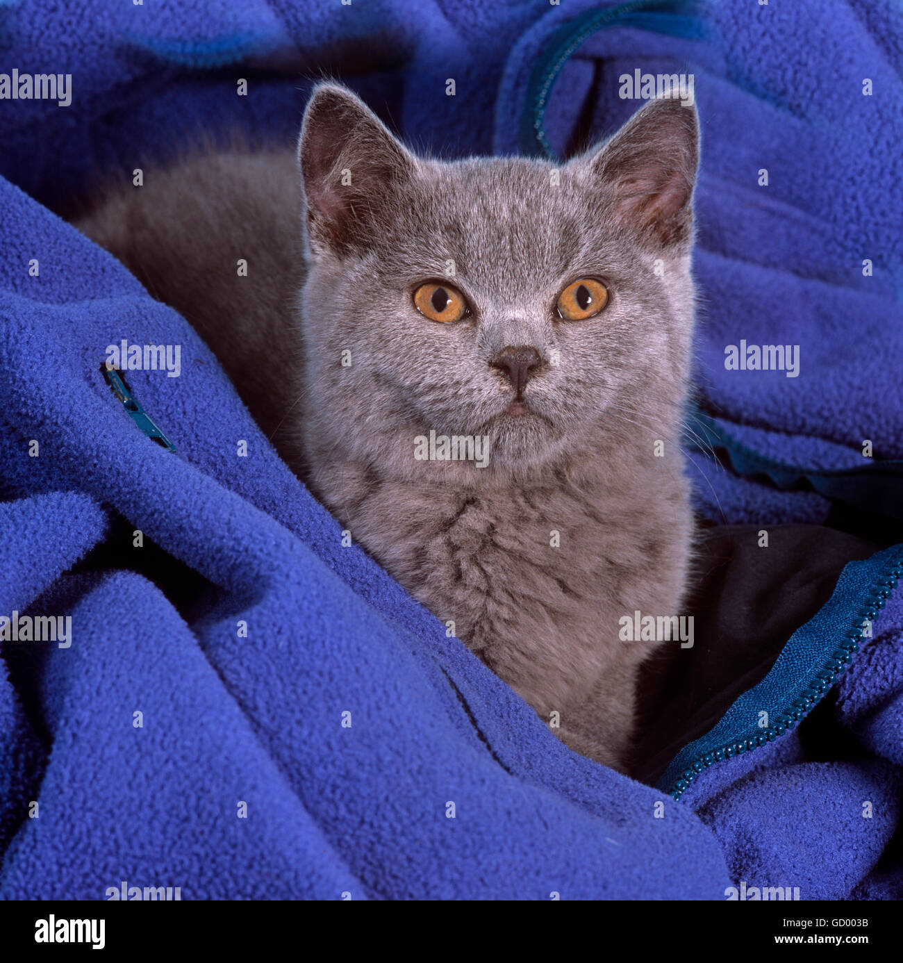 Short Haired Persian Kitten sitting in blue bed Stock Photo - Alamy